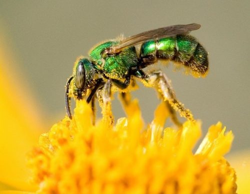 Mdc Urges Public To Bee Friend” Native Pollinators Ozark Radio News