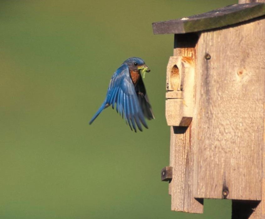 MDC invites public to learn how to build bluebird boxes - Ozark Radio News
