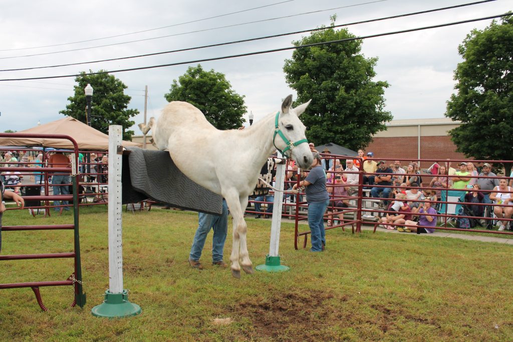 Mule Jump Competition to be held June 4 at The Old-Time Music, Ozark ...