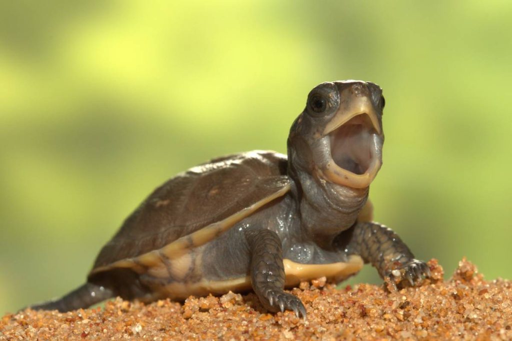 Tips for helping out during Wild Turtle Week - Ozark Radio News