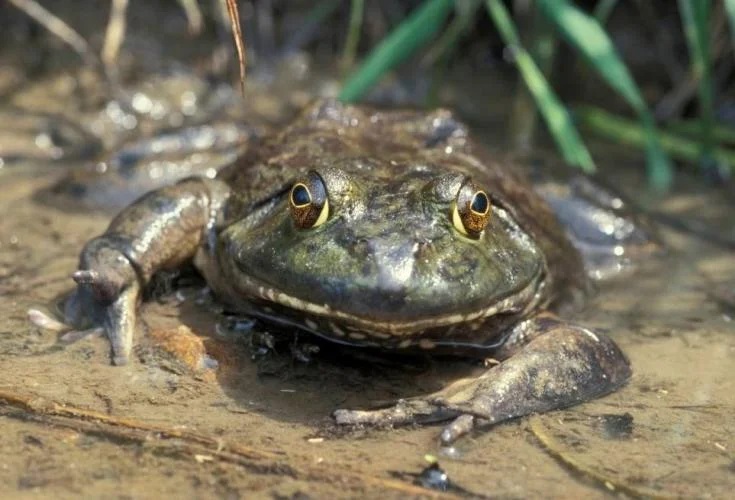 Missouri Department of Conservation Announces Beginning of Frogging ...