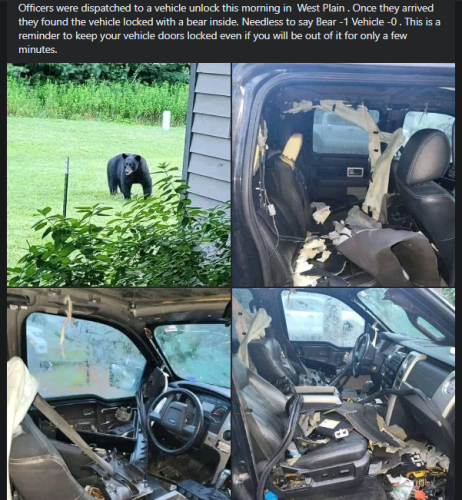 Fake Bear Story Makes Its Rounds on Social Media | Ozark Radio News