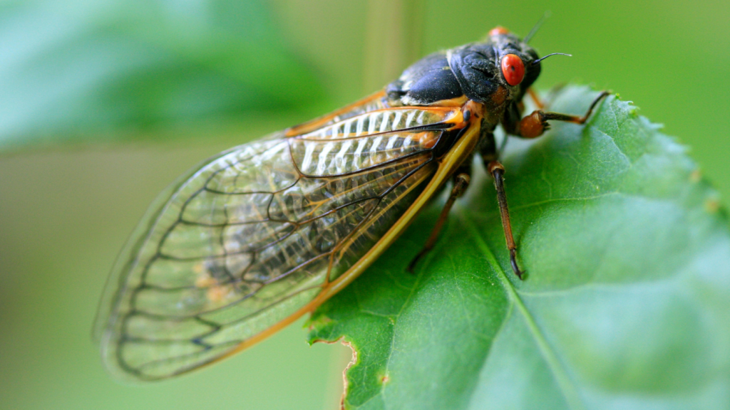 Periodic Cicadas Making Major Appearance In 2024 - Ozark Radio News