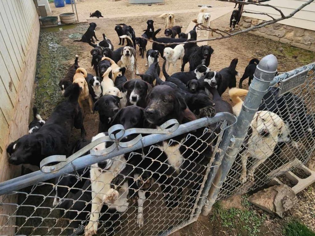 Animal Rescue Shelter Needing Help For 60 Dogs - Ozark Radio News