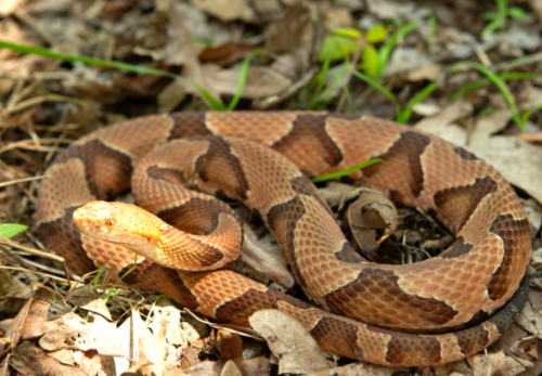 Can You Identify a Copperhead Snake? Learn How in This Online Lesson ...