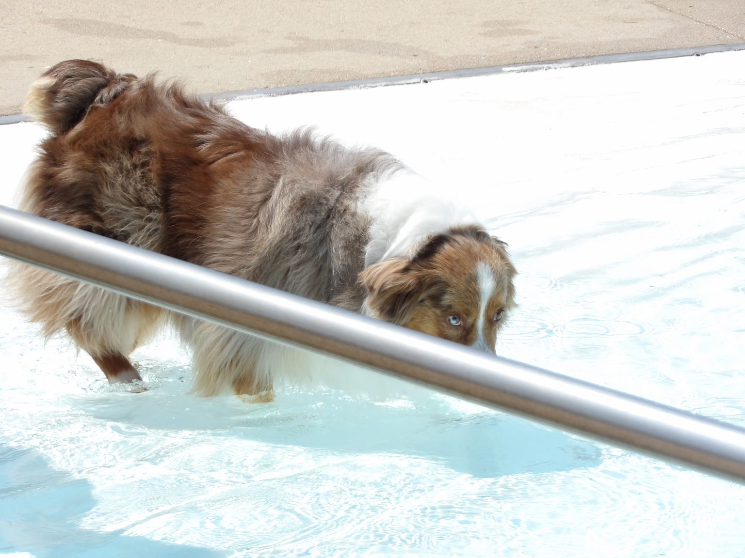 Annual Dog Swim At The West Plains Aquatic Center Is Over - Here Is A ...