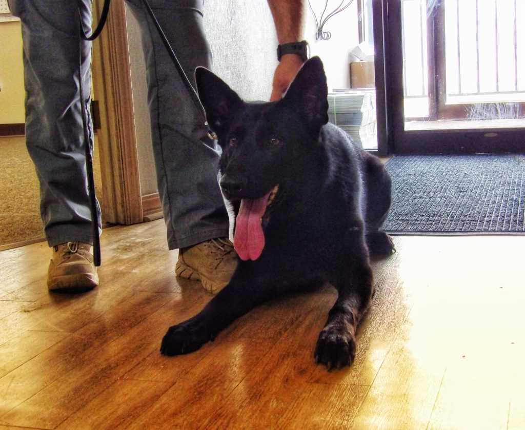 Ozark County Sheriff's Department Back The Blue K9 Edition! Meet The ...