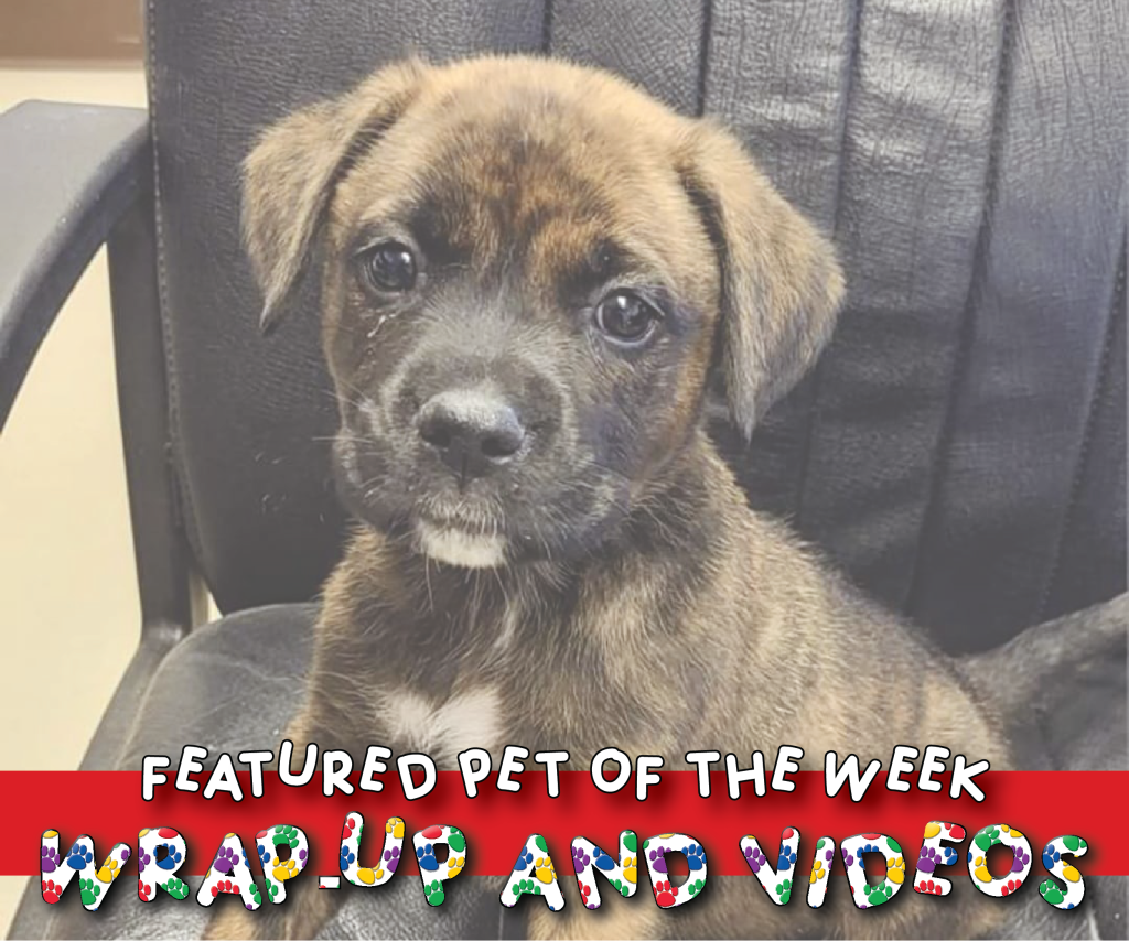 This Week's Featured Pet of The Day Wrap-Ups and Videos! Check Them Out ...