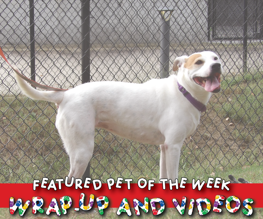 Here It Is Again! Catch Adorable Adoptables In This Week's Pet Wrap Up ...
