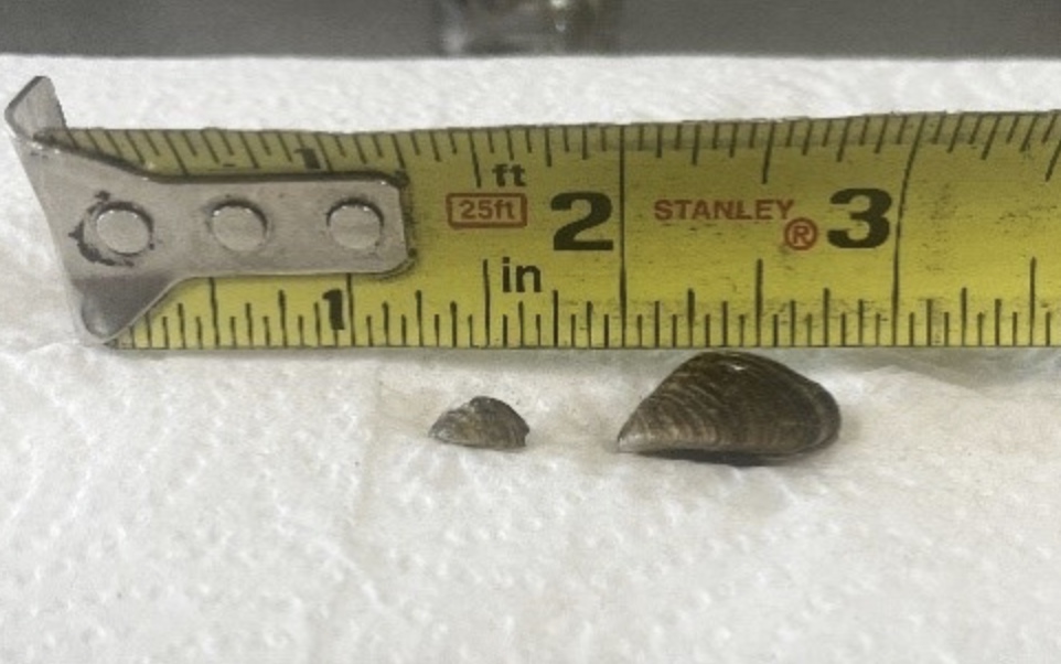 MDC Urges Boaters to Help Stop the Spread of Zebra Mussels - Ozark ...